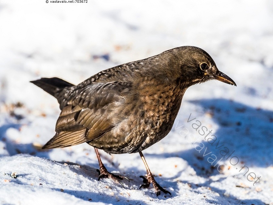 Kuva: Mustarastas - mustarastas Turdus merula kevättalvi kylmä lintu ...