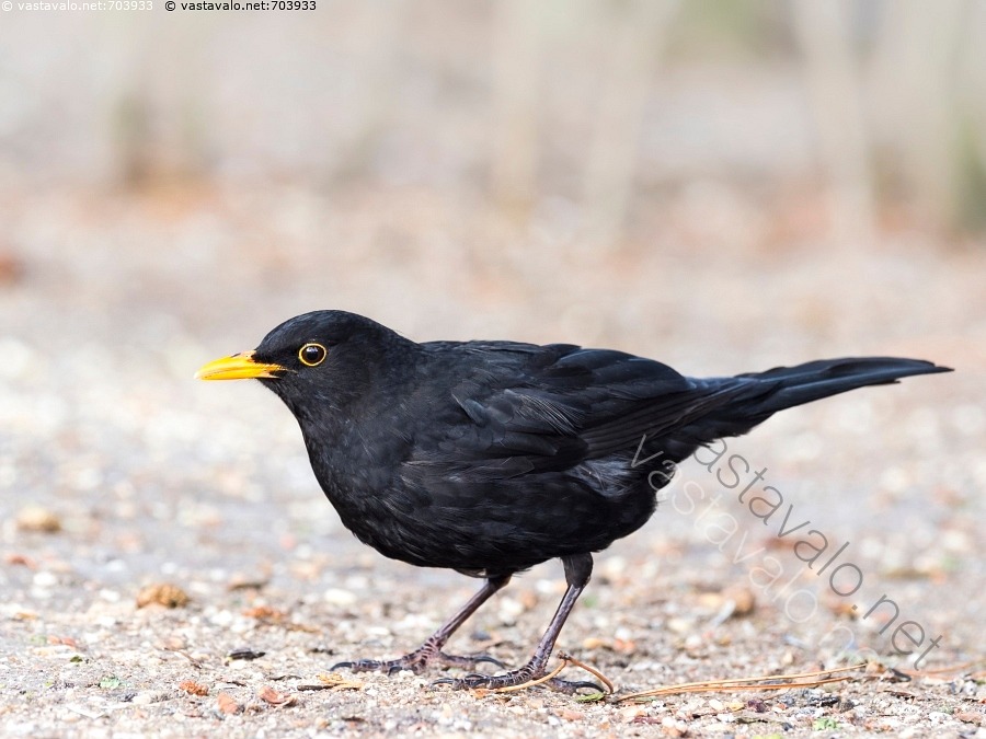 Kuva: Mustarastas - mustarastas Turdus merula keltainen kevättalvi ...