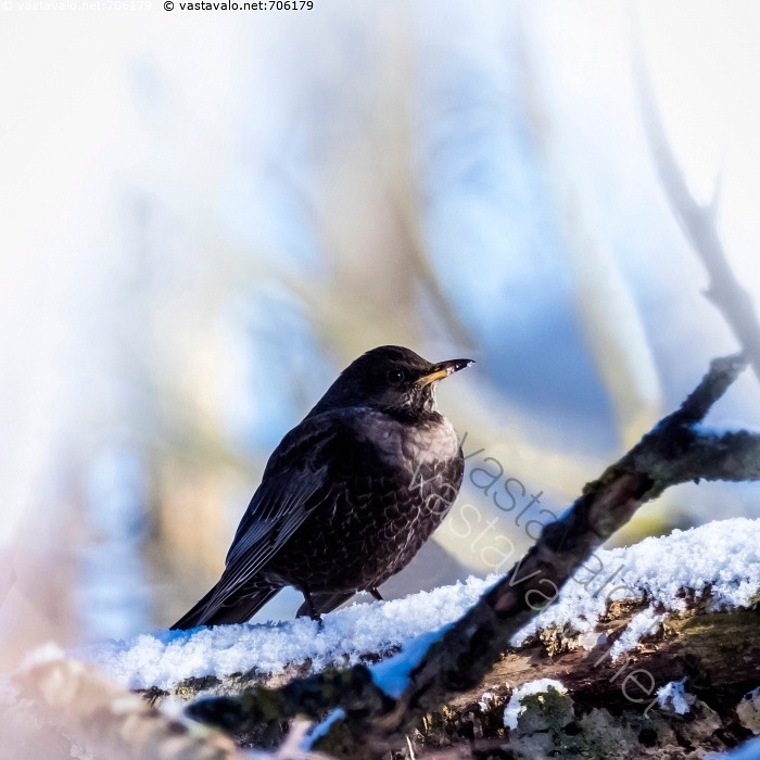 Kuva: Sepelrastas - Turdus torquatus höyhenpuku kevättalvi lintu lumi ...