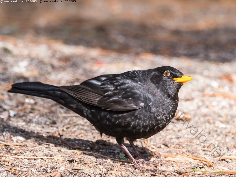 Kuva: Mustarastas - mustarastas Turdus merula aikuinen keltanokkainen ...