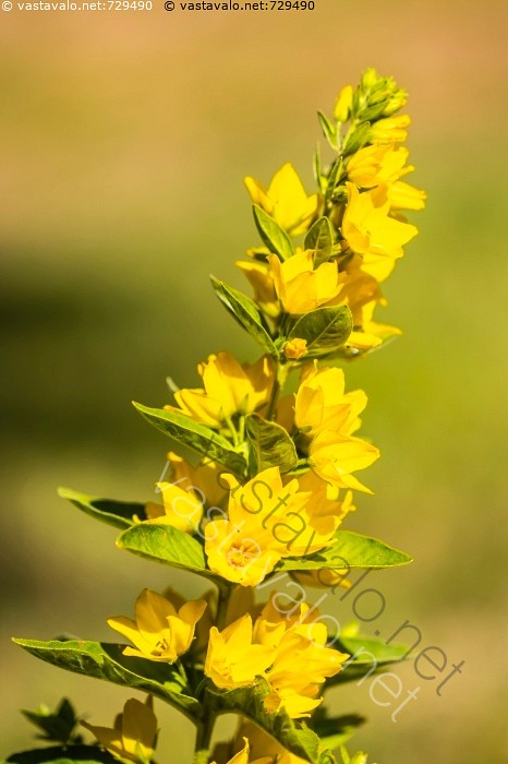 Kuva: Tarha-alpi - Lysimachia punctata heinäkuu kasvi keltainen ...