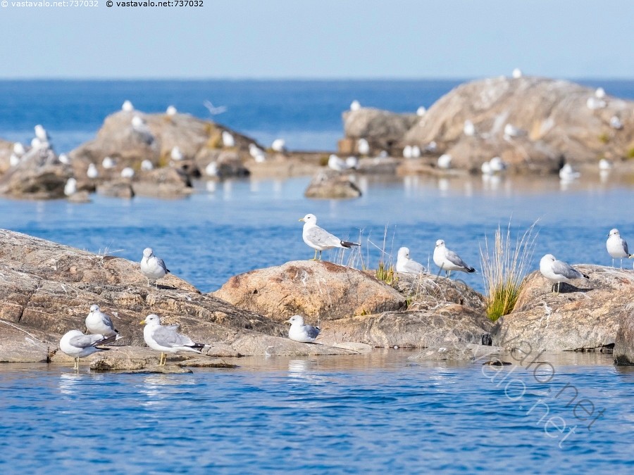 Kuva: Kalalokit - kalalokki kalalokit Larus canus Itämeri Kaldonskär ...