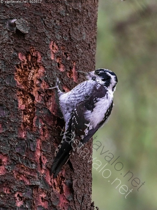 Kuva: Pohjantikka - Picoides tridactylus aikuinen hakata lintu ...