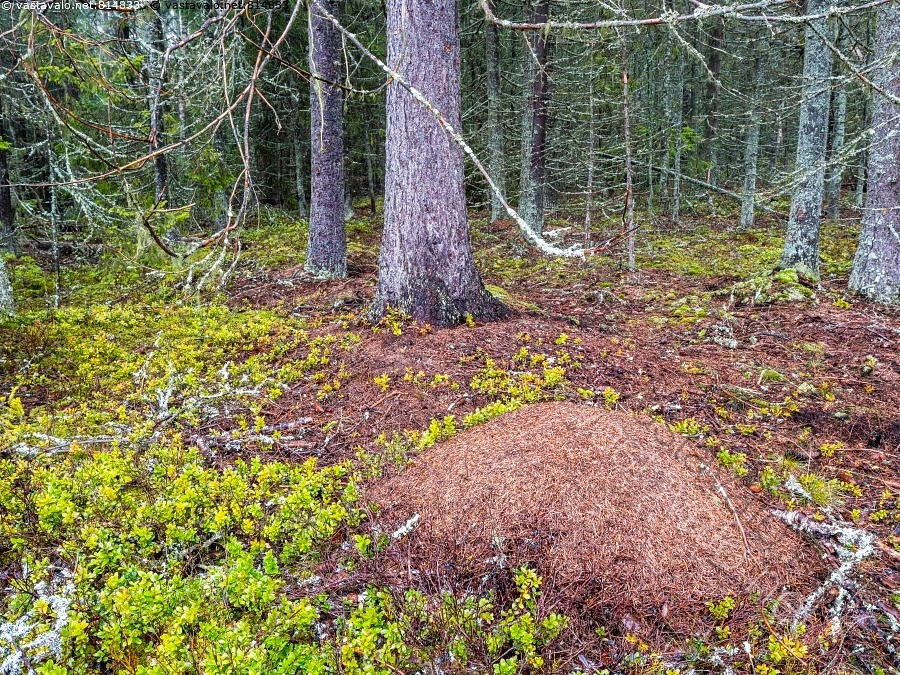 Kuva: Muurahaiskeko - kuusimetsä luonnon monimuotoisuus luonnontilainen ...