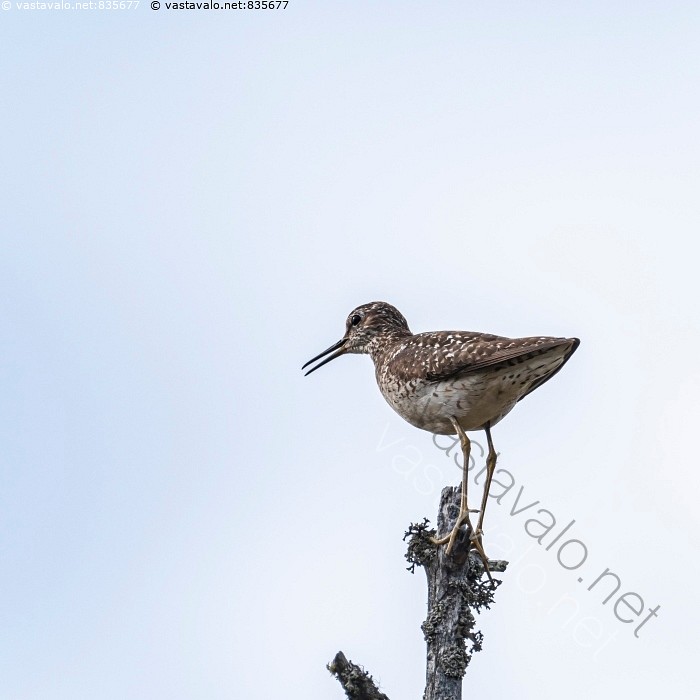 Kuva: Varoitteleva liro - Tringa glareola aikuinen kahlaaja kelo ...