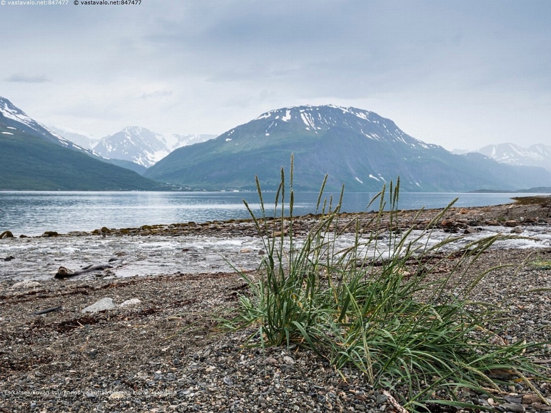 Kuva: Vuonomaisema - Kölivuoristo Lyngen Lyngenvuono Norja Norjan ...