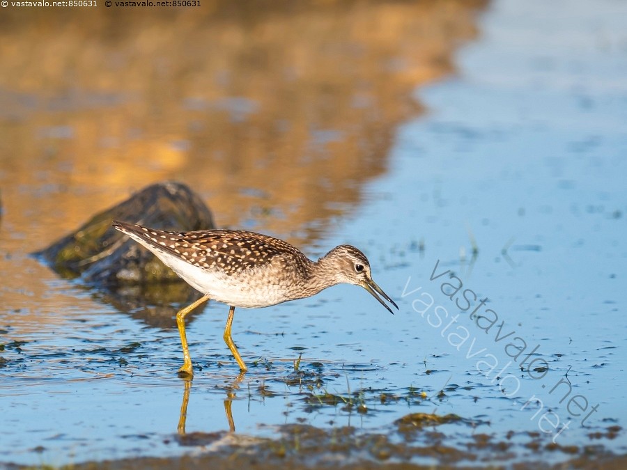 Kuva: Liro - Tringa glareola elokuu kahlaaja kesä kesäilta lintu liro ...