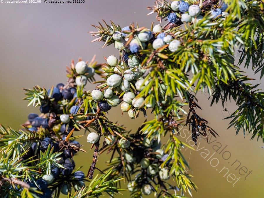 Kuva: Katajanmarjat - Juniperus communis ainavihanta havupuu kataja ...