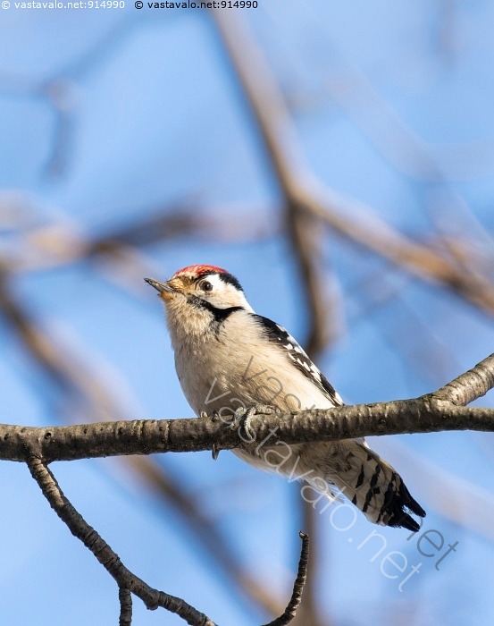 Kuva: Pikkutikka - Dendrocopos minor kevät koiras kolopesijä lintu ...