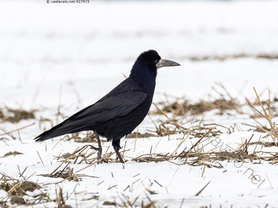 Kuva: Mustavaris pellolla - Corvus frugilegus aikuinen iso nokka kevät ...