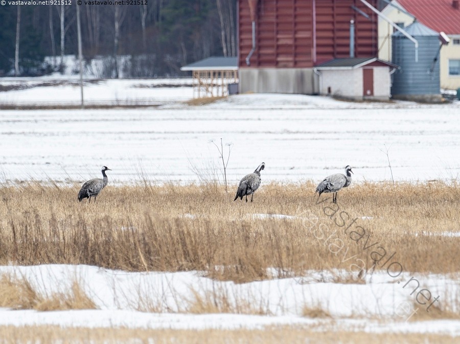 Kuva: Kolme kurkea pellolla - iso lintu kevät kevääntulo kurjet kurki ...