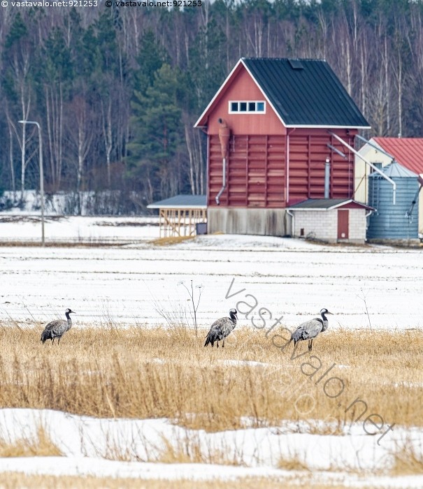Kuva: Kolme kurkea pellolla - iso lintu kevät kevääntulo kurjet kurki ...