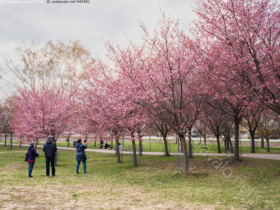 Kuva: Kirsikkapuut kukkivat - Prunus sargentii Roihuvuoren ...