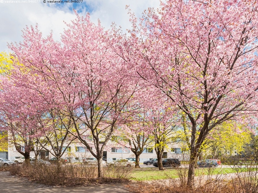 Kuva: Kukkivat kirsikkapuut - Prunus sargentii Ruutanapuisto auto autot ...