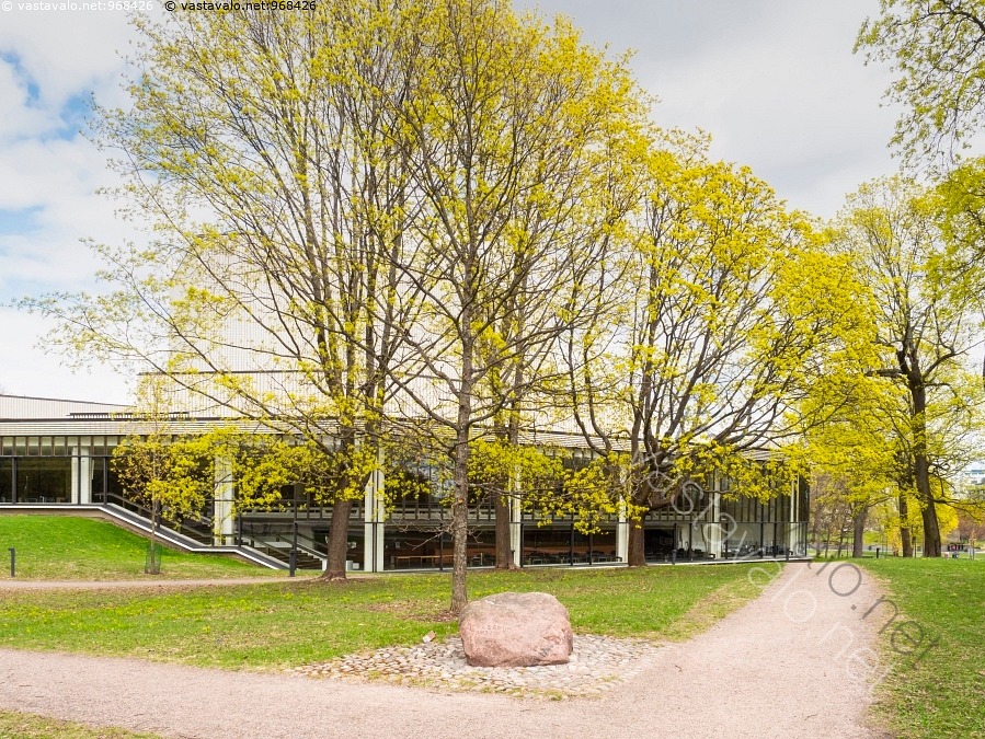 Kuva: Kukkivat vaahterat - Acer platanoides Helsingin kaupunginteatteri ...