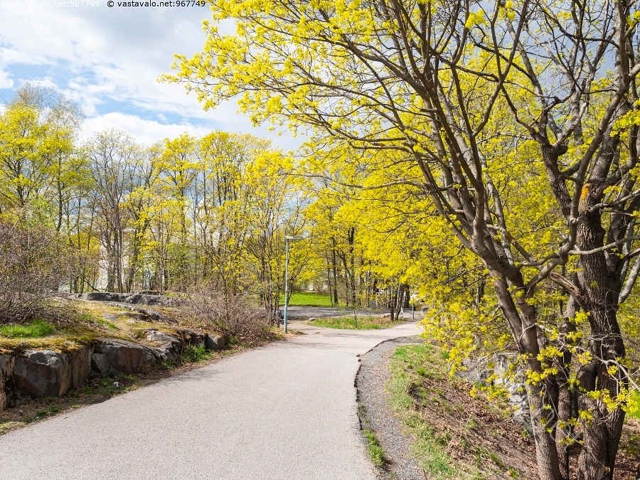 Kuva: Vaahterat kukkivat - Acer platanoides aurinkoinen jalopuu ...