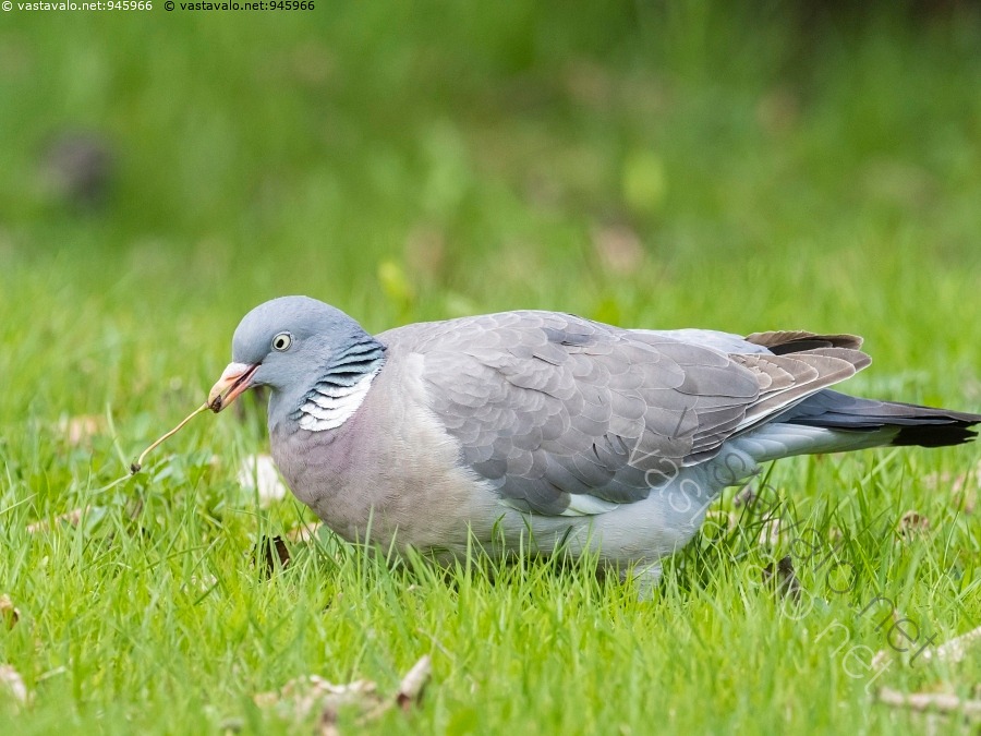 Kuva: Sepelkyyhky - Columba palumbus aikuinen aterioida kaupungistunut ...