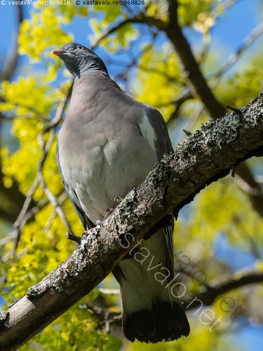 Kuva: Sepelkyyhky - Columba palumbus aikuinen kaupungistunut kevät ...