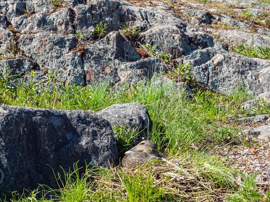Kuva: Haahka pesällään - Somateria mollissima haahka sorsa merilintu ...