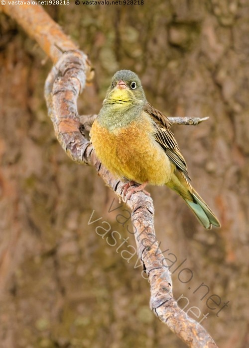 Kuva: Peltosirkku - Emberiza hortulana peltosirkku aikuinen alkukesä ...
