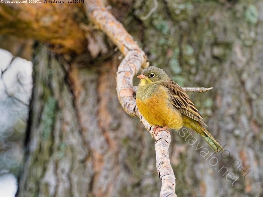 Kuva: Peltosirkku - Emberiza hortulana aikuinen peltosirkku alkukesä ...