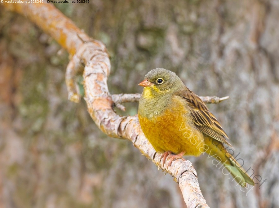 Kuva: Peltosirkku - Emberiza hortulana peltosirkku aikuinen alkukesä ...