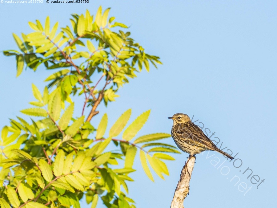 Kuva: Niittykirvinen - Anthus pratensis aikuinen hyönteissyöjä kesä ...