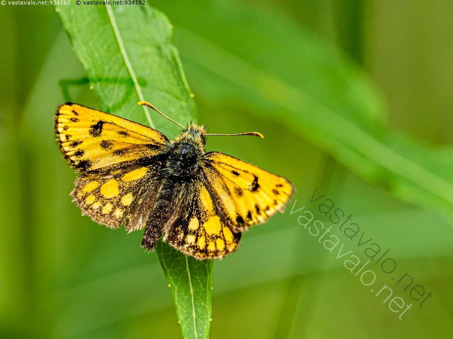 Kuva: Mustatäplähiipijä - Carterocephalus silvicola koiras hiipijä ...
