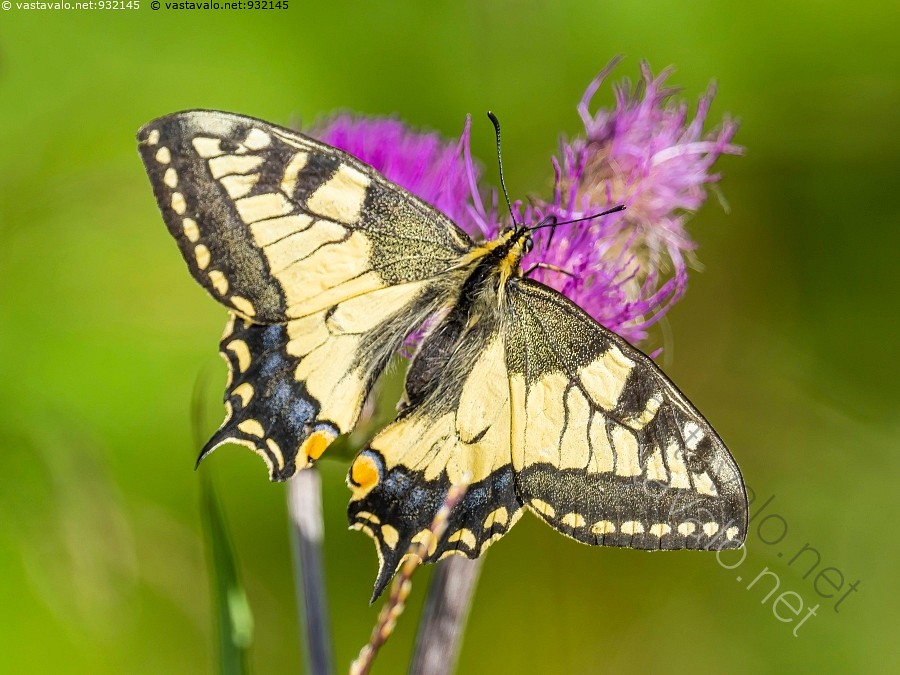 Kuva: Ritariperhonen ohdakkeella - Papilio machaon heinäkuu iso ...