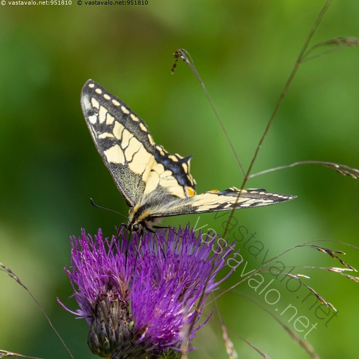 Kuva: Ritariperhonen - Papilio machaon heinäkuu iso isokokoinen kaunis ...