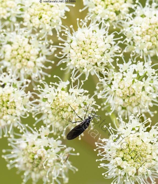 Kuva: Tuomaansääski - Angelica sylvestris Sciara thomae harmiton ...