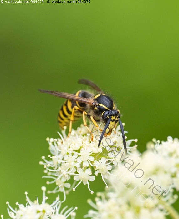 Kuva: Ampiainen - Angelica sylvestris ampiainen elokuu hyönteinen ...