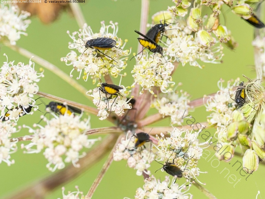 Kuva: Tuomaansääskiä karhunputkella - Angelica sylvestris Sciara thomae ...