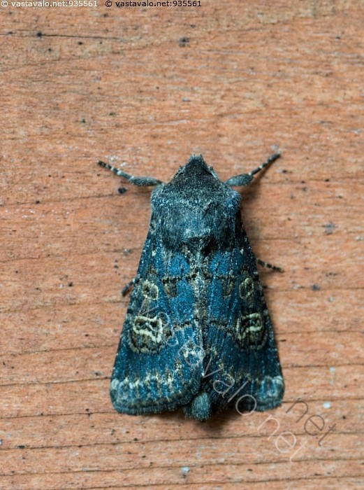 Kuva: Mustaeloyökkönen - mustaeloyökkönen Tholera cespitis yöperhonen ...