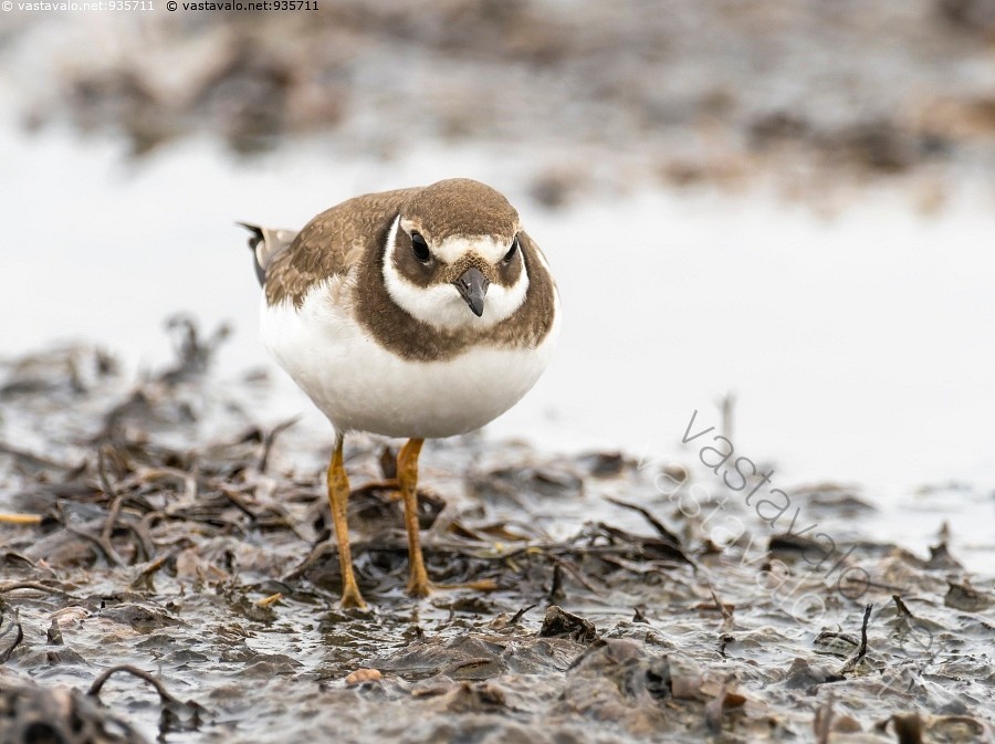 Kuva: Nuori tylli - Charadrius hiaticula elokuu juhlapukuinen kahlaa ...