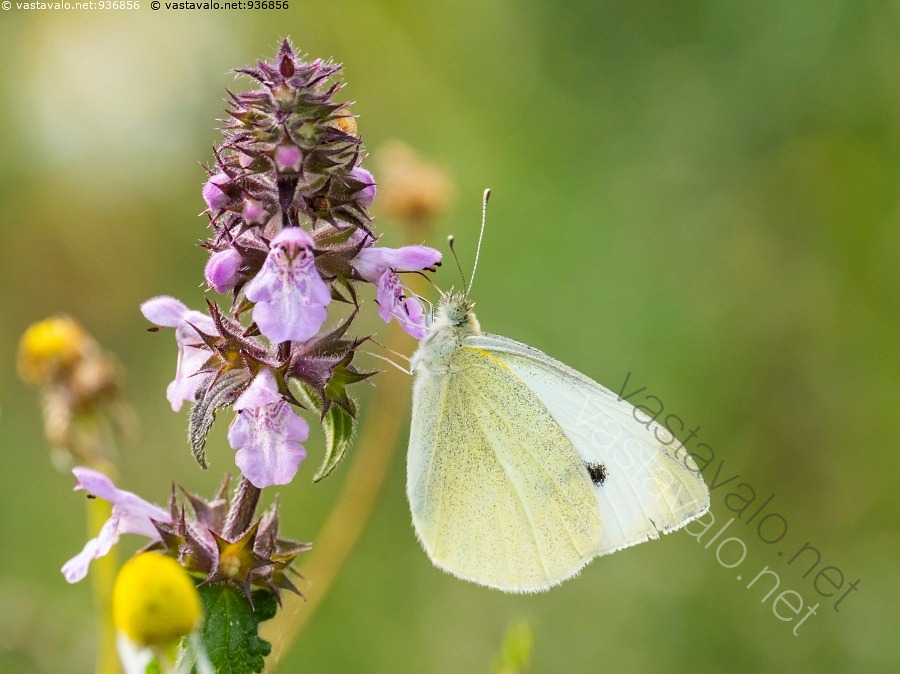 Kuva: Naurisperhonen - Pieris rapae Prunella vulgaris ahoniittyhumala ...