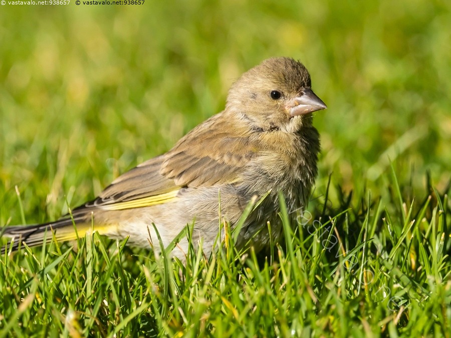 Kuva: viherpeippo - Carduelis chloris katsoa keltainen lintu maassa ...