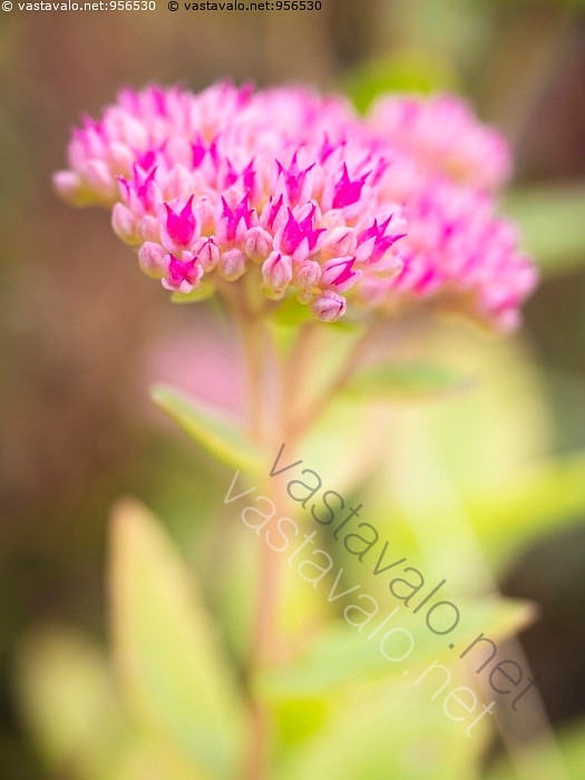 Kuva: Syysmaksaruoho - Sedum spectabile koristekasvi kukassa kukat ...