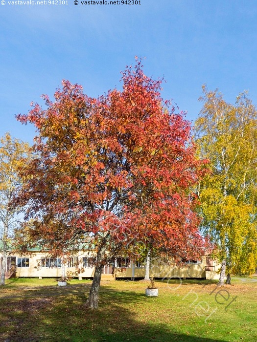 Kuva: Syyspihlaja - Nämpnäs paviljong Sorbus aucuparia iso puu ...