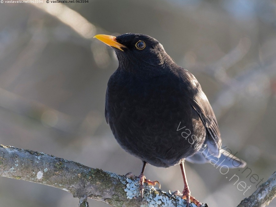 Kuva: Mustarastas - Turdus merula helmikuu keltainen nokka koiras lintu ...