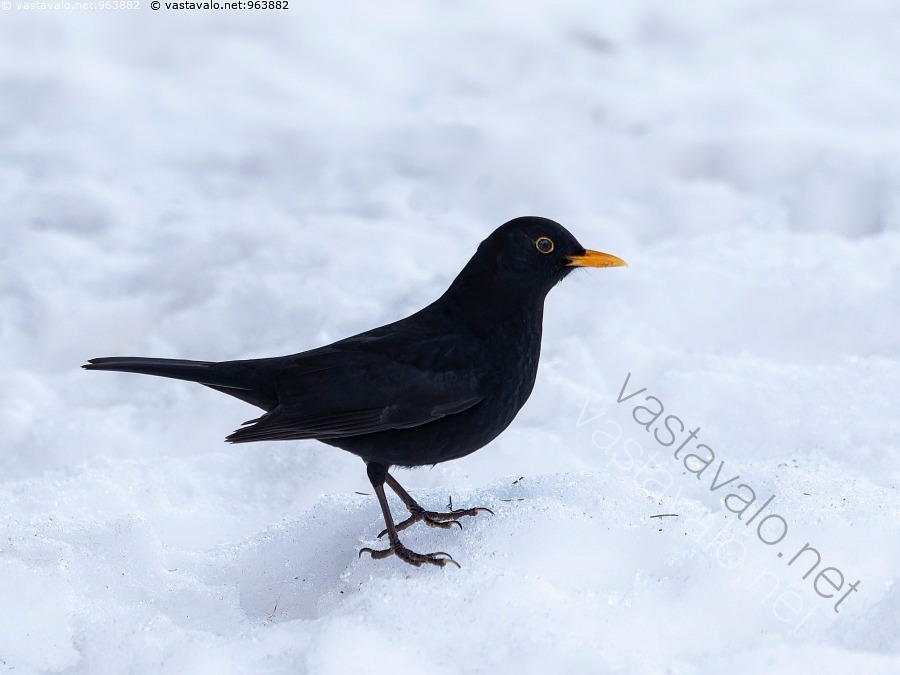 Kuva: Mustarastas hangella - Turdus merula helmikuu koiras lintu lumi ...