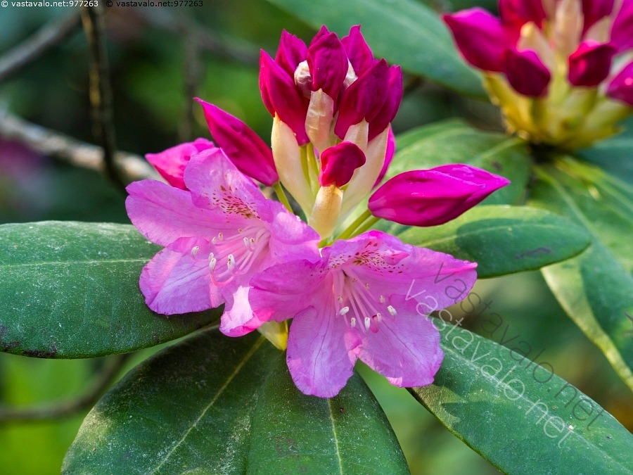 Kuva: Punainen alppiruusu - Rhododendron alkukesä alppiruusu ...