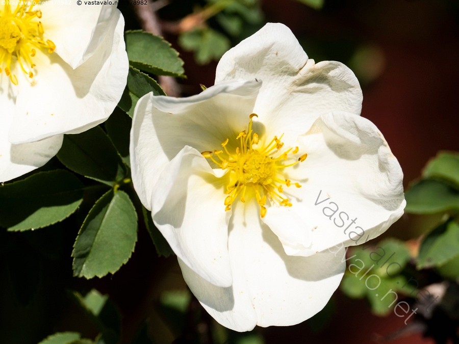 Kuva: Yksinkertainen juhannusruusu - pimpinellaruusu Rosa spinosissima ...