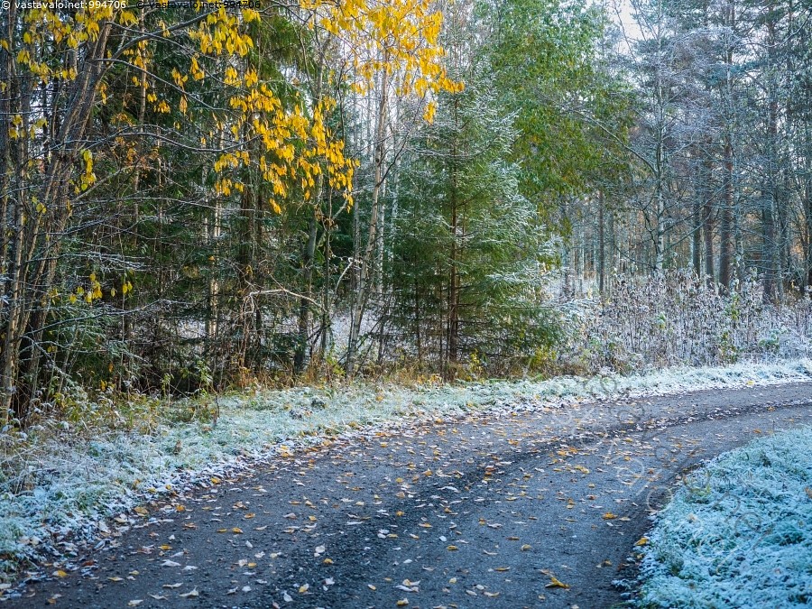 Kuva: Ensilumi mökkitiellä - ensilumi kuusi kylmä lehtipuu lokakuu lumi ...