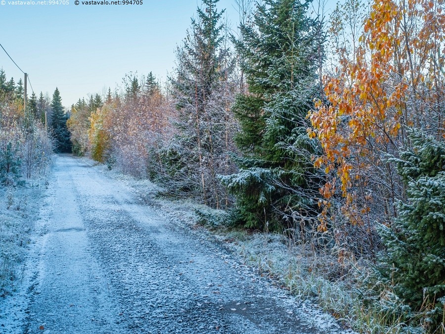 Kuva: Ensilumi mökkitiellä - ensilumi kuusi kylmä lokakuu lumi luminen ...
