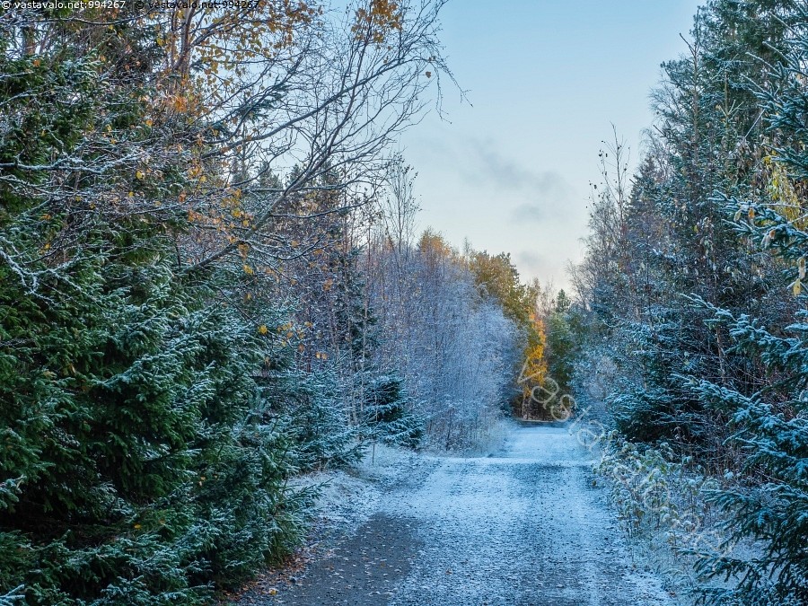 Kuva: Ensilumi mökkitiellä - ensilumi kuusi kylmä lokakuu lumi luminen ...