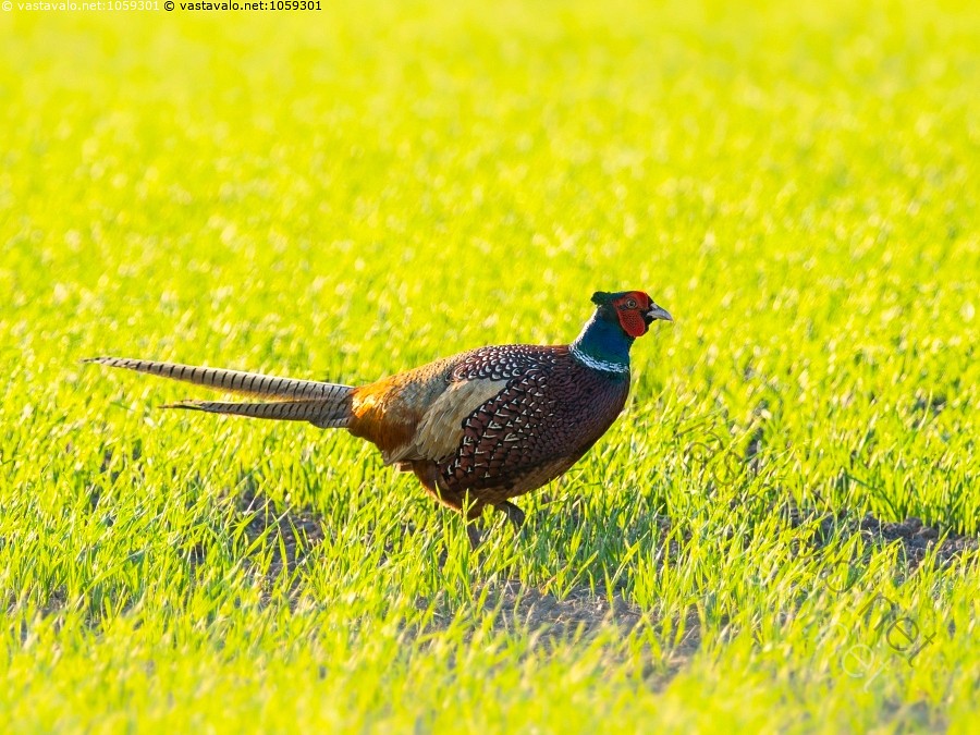 Kuva: Fasaani pellolla - Phasianus colchicus Pohjanmaa fasaani ...