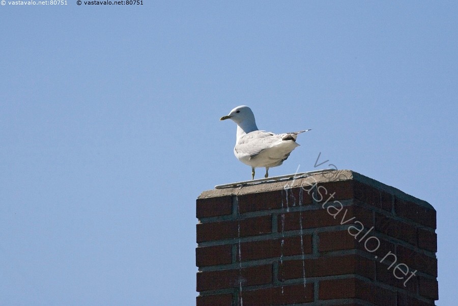 Kuva: Kalalokki tähystämässä - kalalokki LARCAN Larus canus Lcan lokki ...
