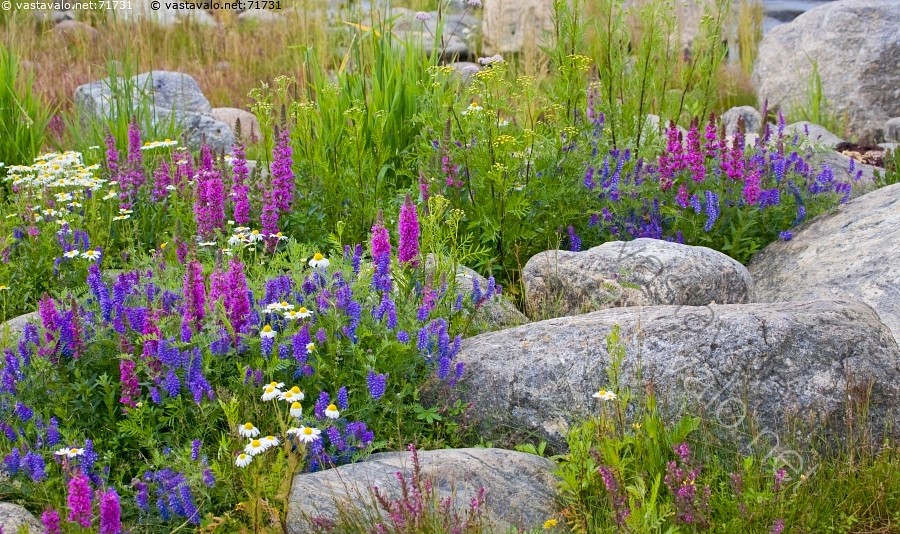 Kuva: Kukkameri - merenrantaniitty luontotyyppi rantatädyke rantakukka ...