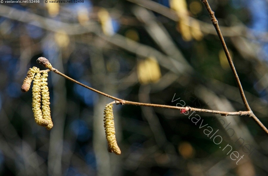 Kuva: Pähkinäpensaan emikukka ja hedenorkot - pähkinäpensas Corylus ...